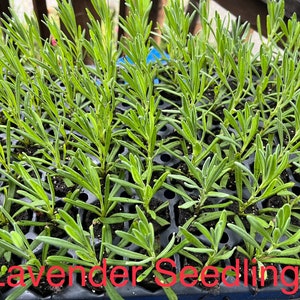 French Lavender Phenomenal Live Plant, Well-rooted Plug, Healthy ...