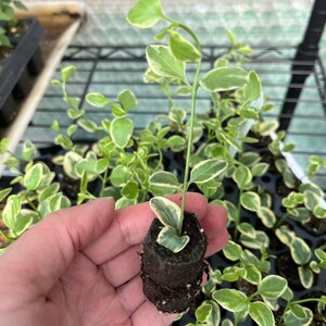 Variegated Vinca (periwinkle) Major Plant: Beautiful Foliage Brightens ...