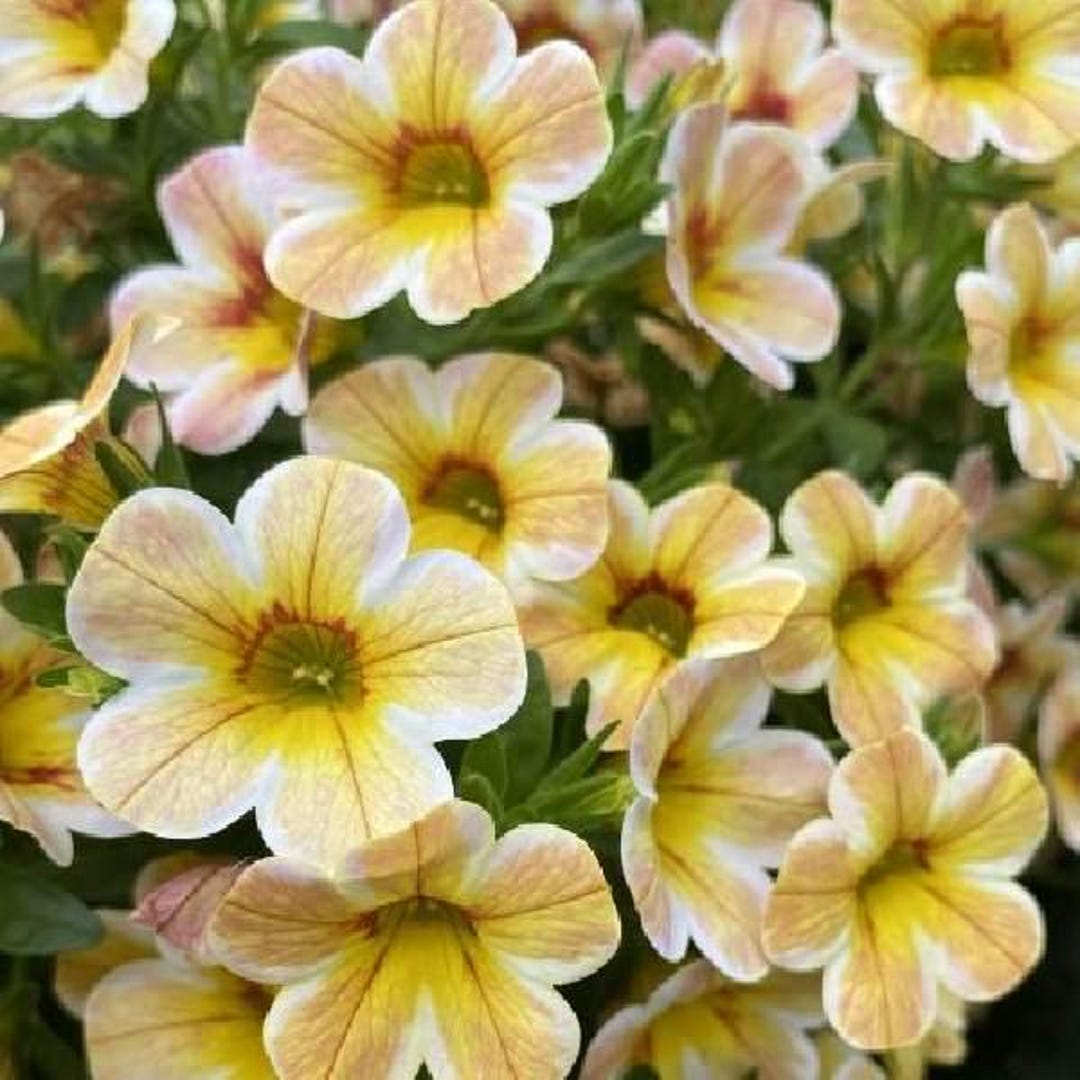 Live Calibrachoa Starter Plants: Million Bells Flowering Plants Easy to ...