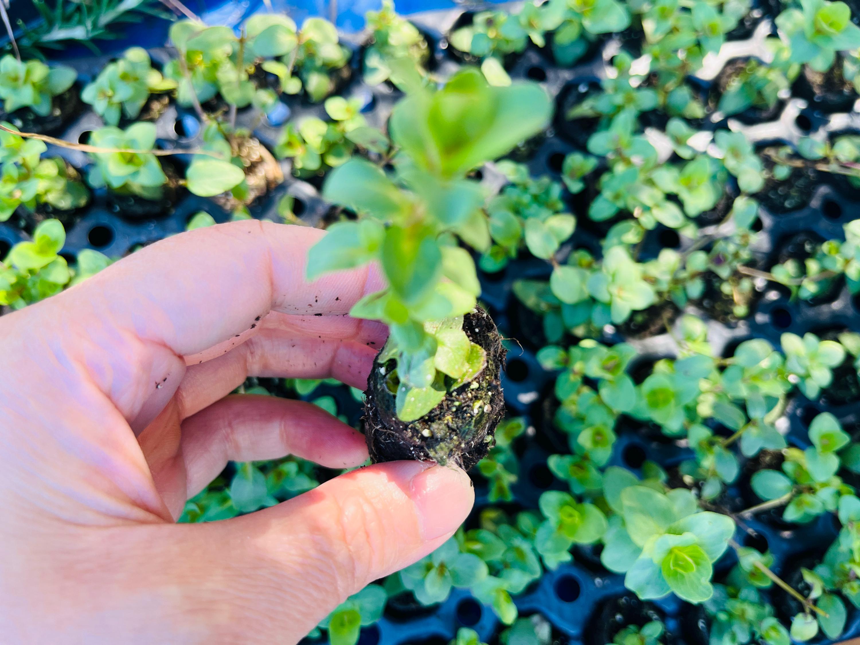 Ornamental Origanum Kent Beauty Cascade Oregano, Healthy Starter Herb ...