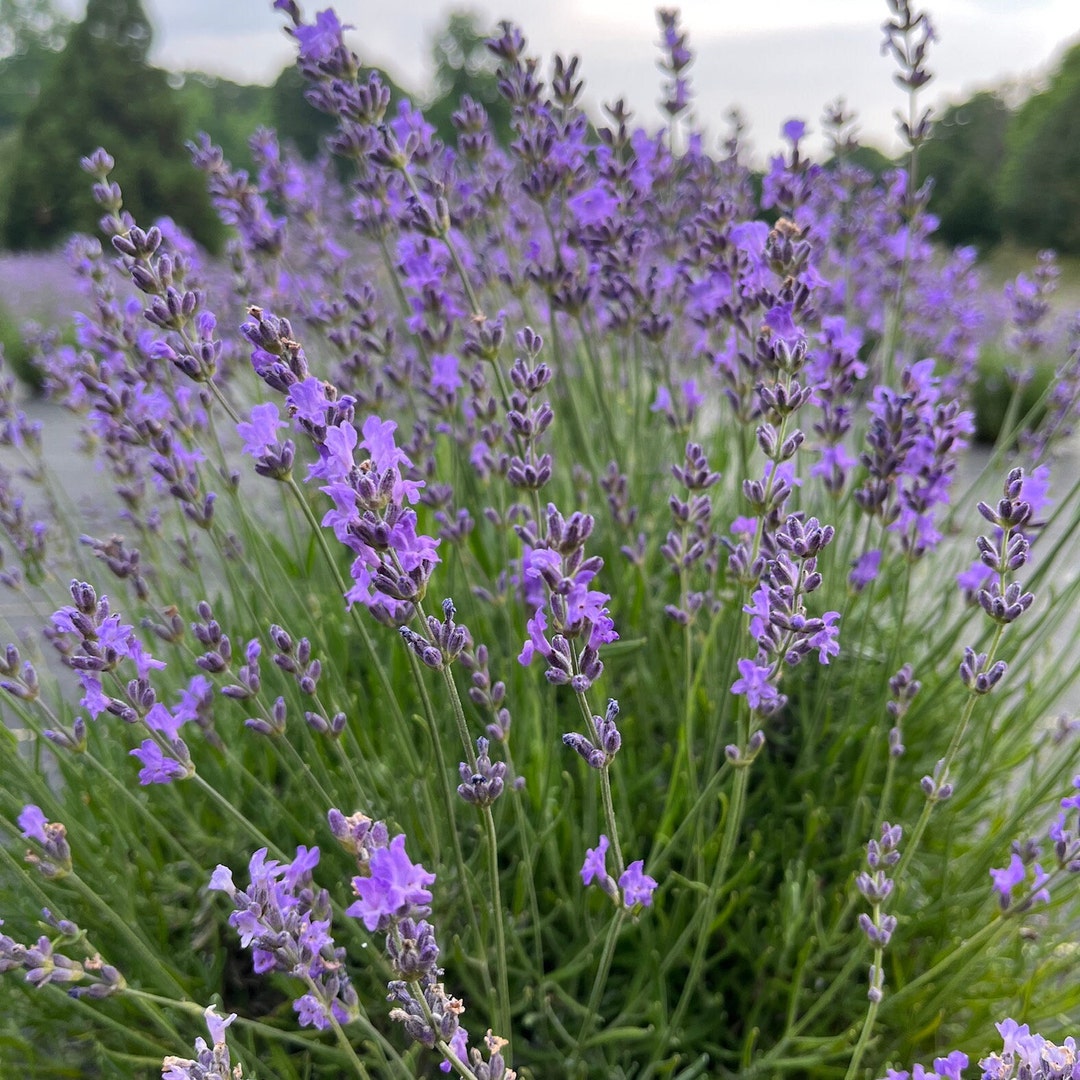 Lavender Forever Blue Plant Live, Fragrant Deep Blue Lavender Flower ...