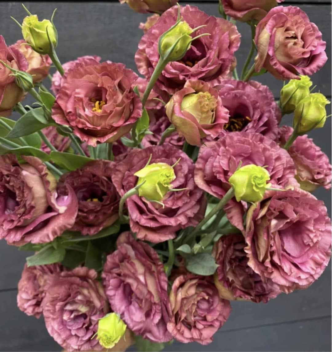 Lisianthus Plant Live, Rosanne Series | Healthy Starter Plug Ready to ...