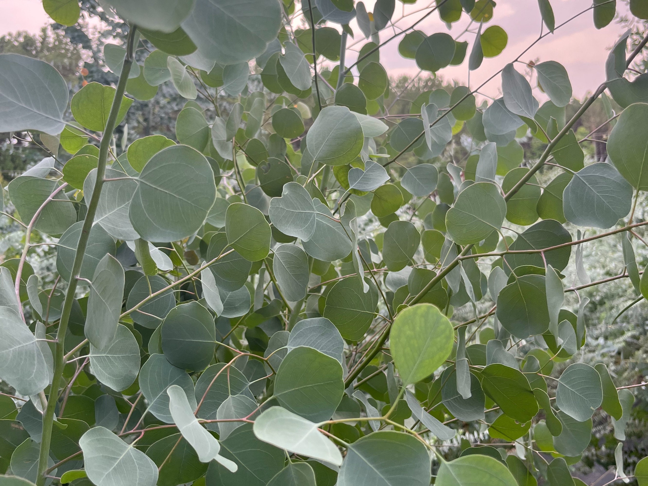Eucalyptus Cinerea Silver Dollar Tree Live, Healthy Starter Plug Ready ...