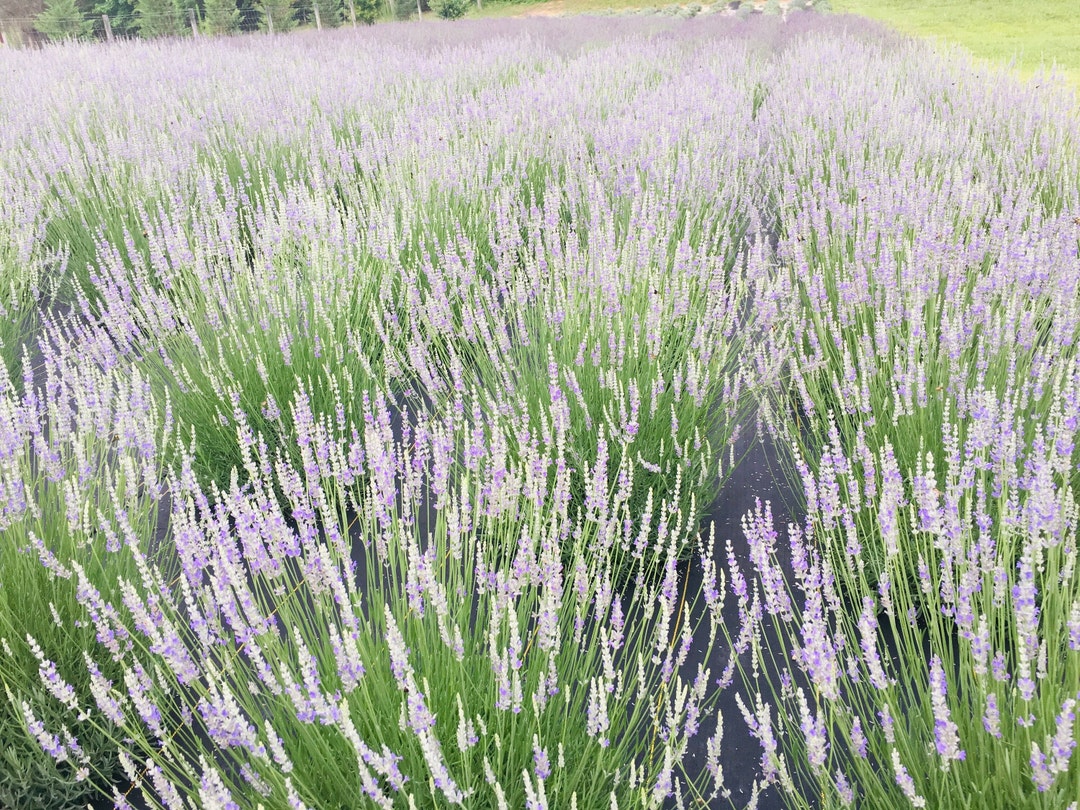 Provence Lavender Plant Live Lavandula X Intermedia French Lavender ...