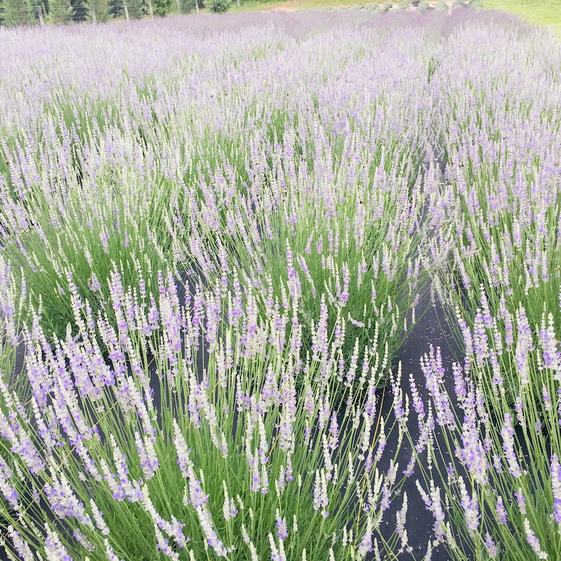 Lavender Crafts Ideas - Etsy