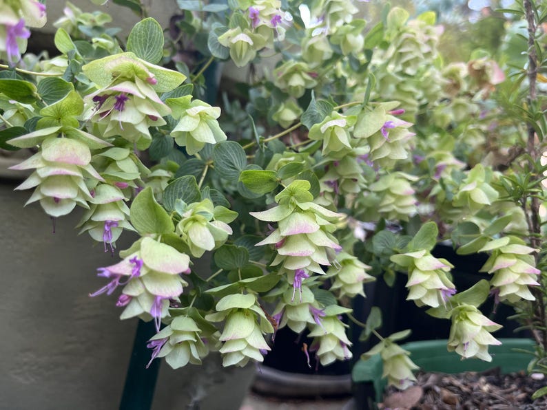 Ornamental Origanum Kent Beauty Cascade Oregano, Healthy Starter Herb ...