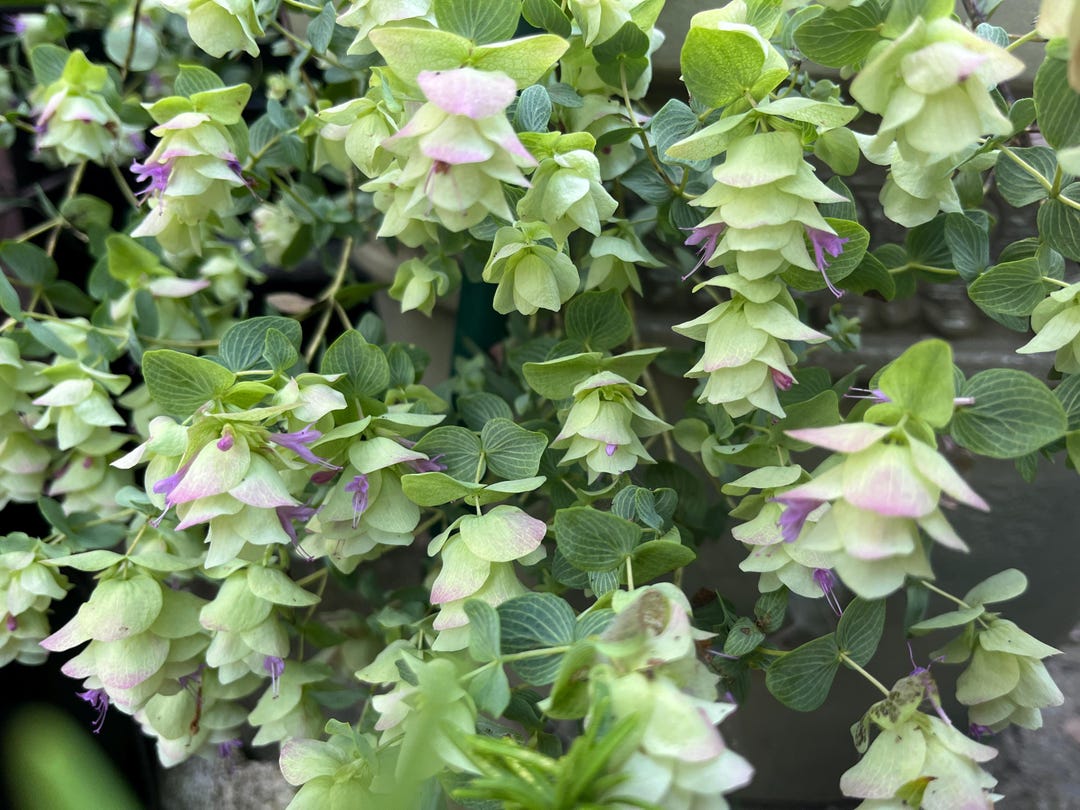 Ornamental Origanum Kent Beauty Cascade Oregano, Healthy Starter Herb ...