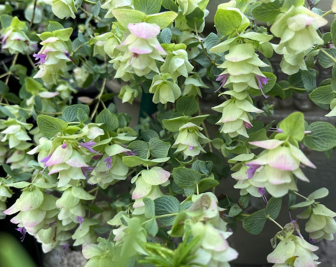 ORIGANUM 'AMETHYST FALLS' - Ornamental Oregano - Starter Plant - Approx ...