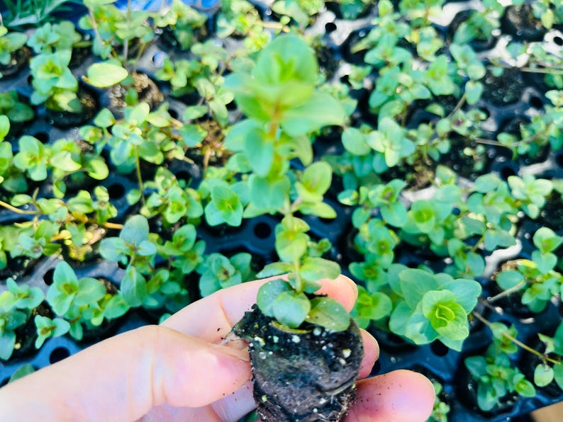 Ornamental Origanum Kent Beauty Cascade Oregano, Healthy Starter Herb ...