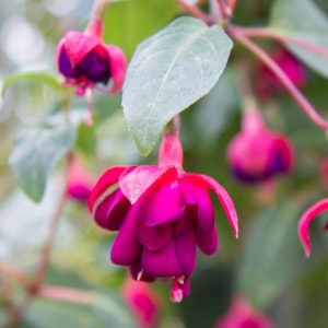 Fuchsia Plant Live | Hummingbird Plant | Healthy Starter Ready to Plant ...