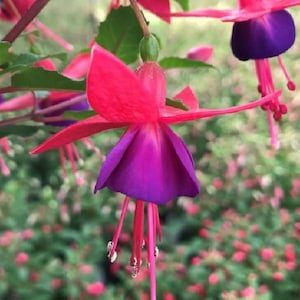 Fuchsia Plant Live | Hummingbird Plant | Healthy Starter Ready to Plant ...