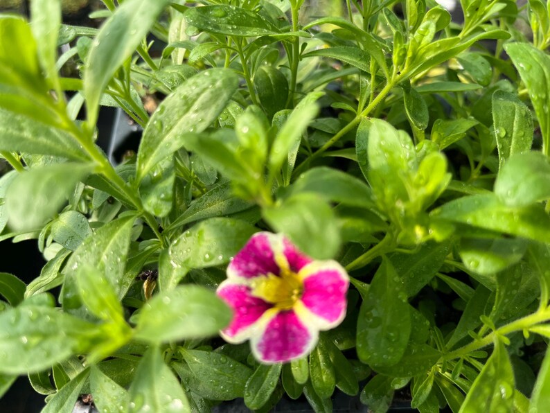 Live Calibrachoa Starter Plants: Million Bells Flowering Plants Easy to ...