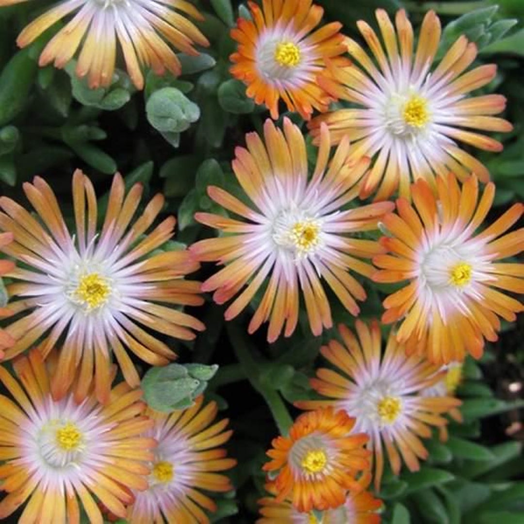 Hardy Ice Plant Live Well-rooted Plug, Delosperma Cooperi Vibrant ...