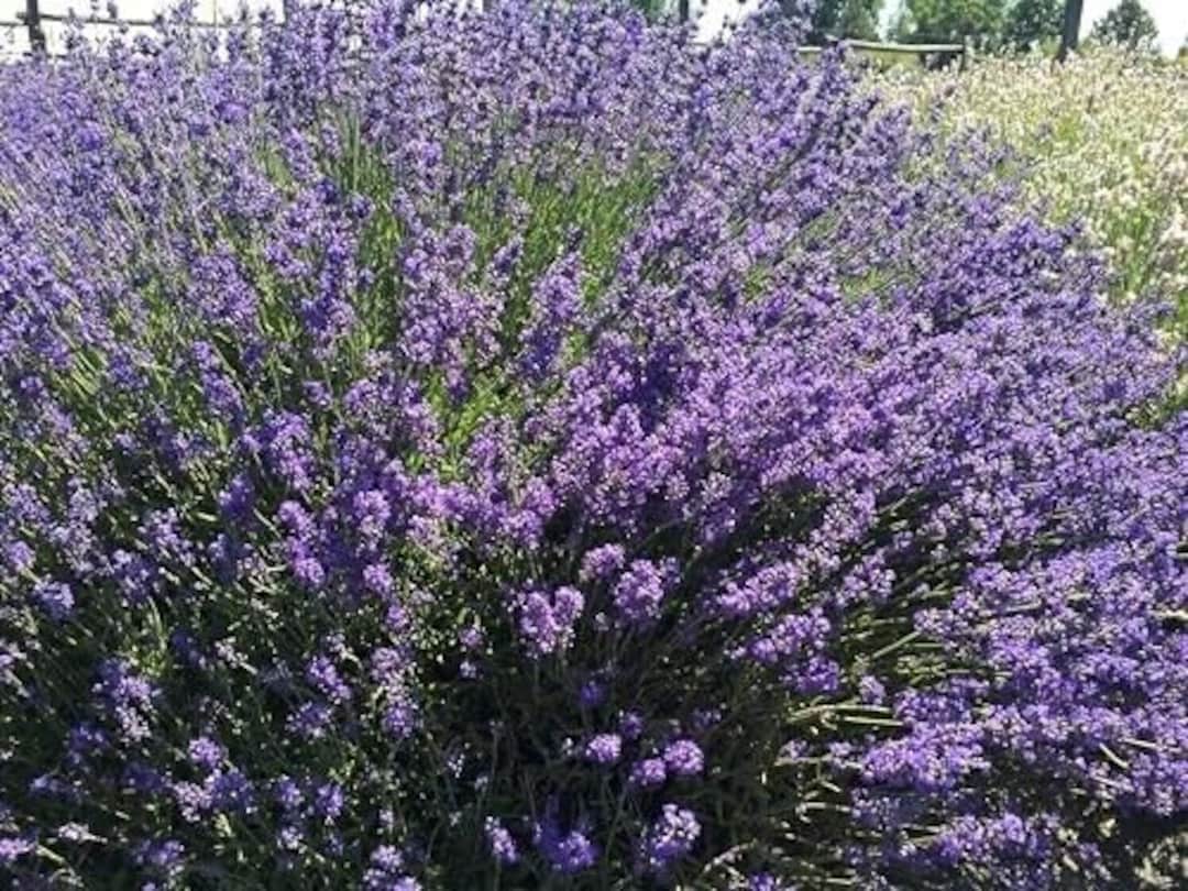 Sensational Lavender Plant Live, Long-lasting Perennial, Large Purple ...