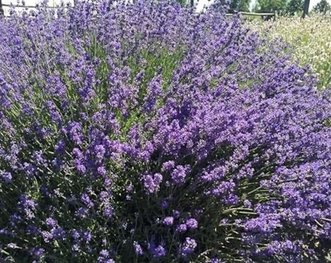 4 Lavandula Angustifolia 'lavance Deep Purple Lavender Starter ...