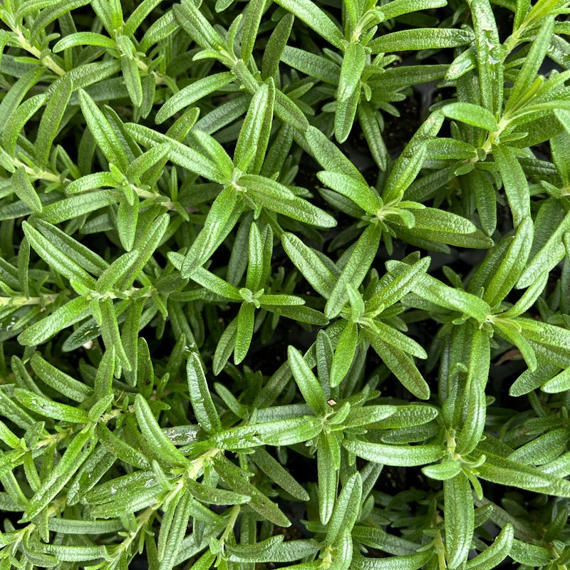 Starter Rosemary Plants - Etsy