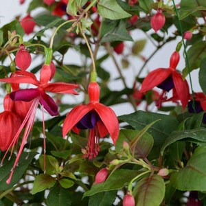 Fuchsia Plant Live Hummingbird Plant Healthy Starter Ready to Plant - Etsy