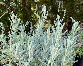 GOODWIN CREEK LAVENDER Plant - Etsy