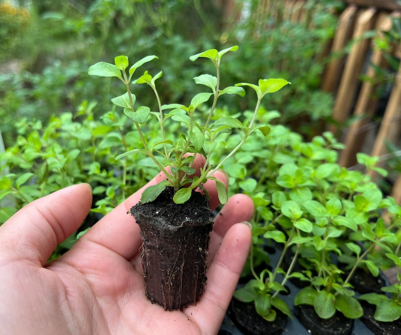 Ornamental Origanum Kent Beauty Cascade Oregano, Healthy Starter Herb ...