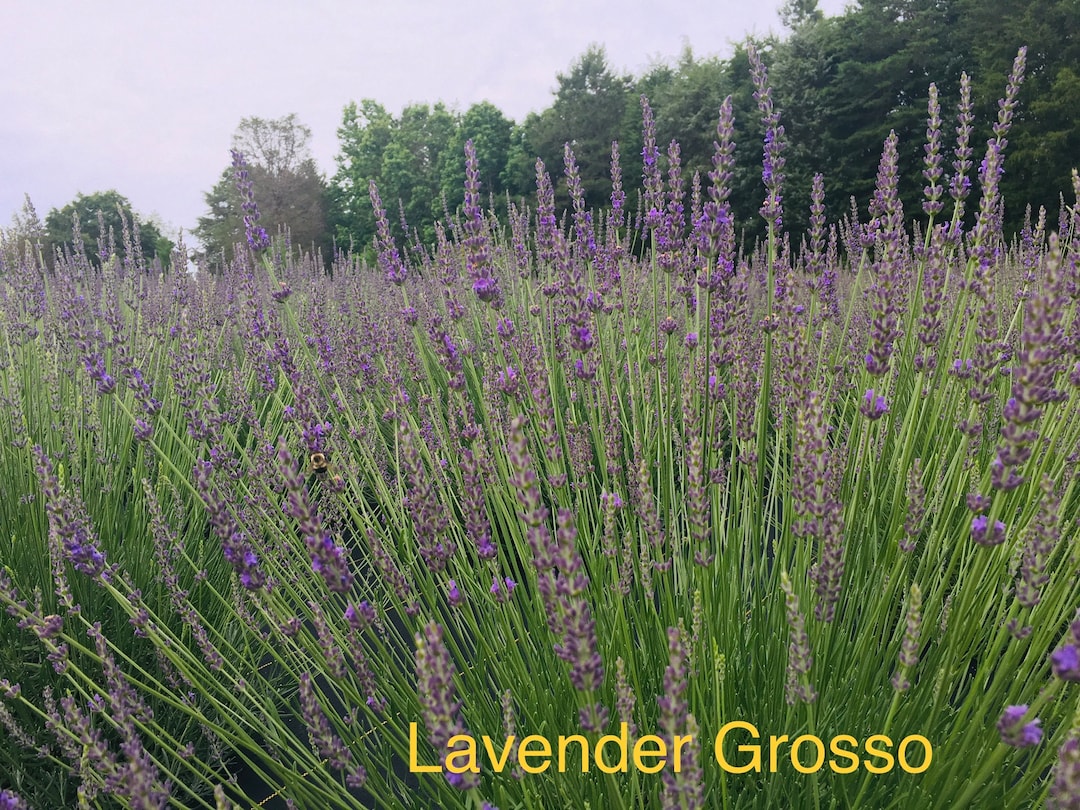French Lavender Grosso Live Plant, Well-rooted Seedling Plug, Healthy ...