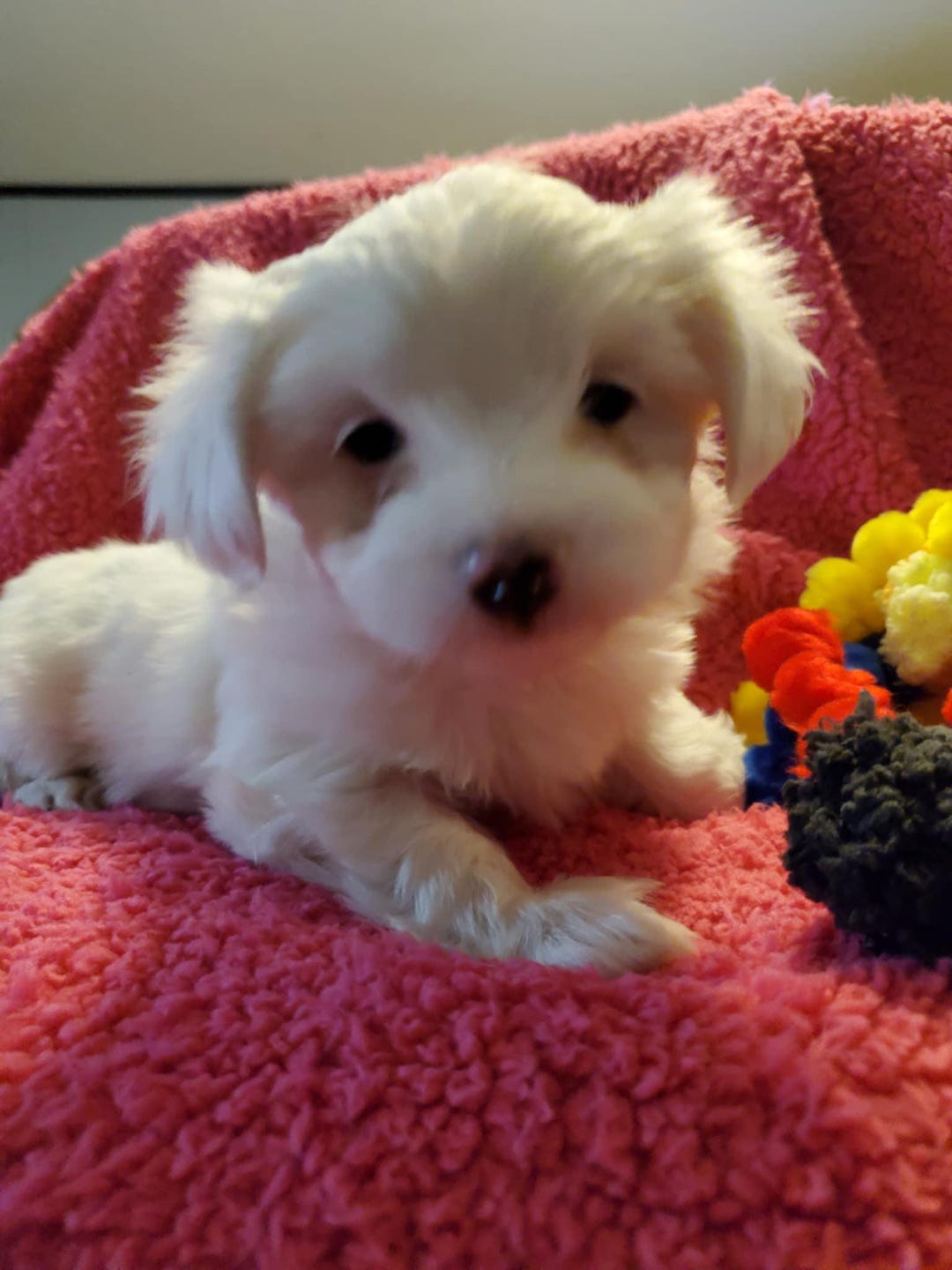 AI Video Photo Animation Custom Pet Smiling Photo to Video AI Image to ...