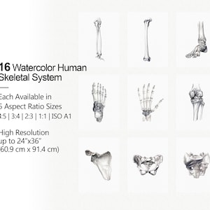 16 Watercolor Human Skeletal Bone Set, Abstract Chiropractic Printable ...