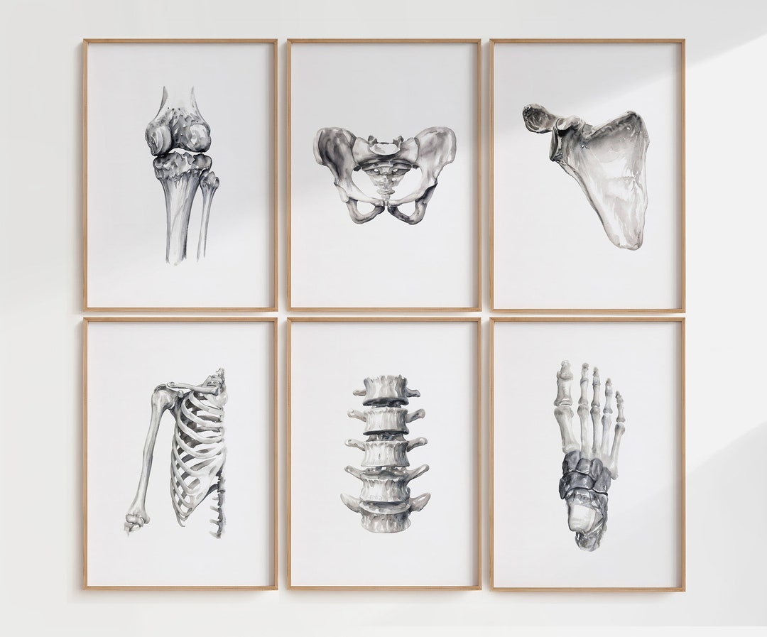 16 Watercolor Human Skeletal Bone Set, Abstract Chiropractic Printable ...
