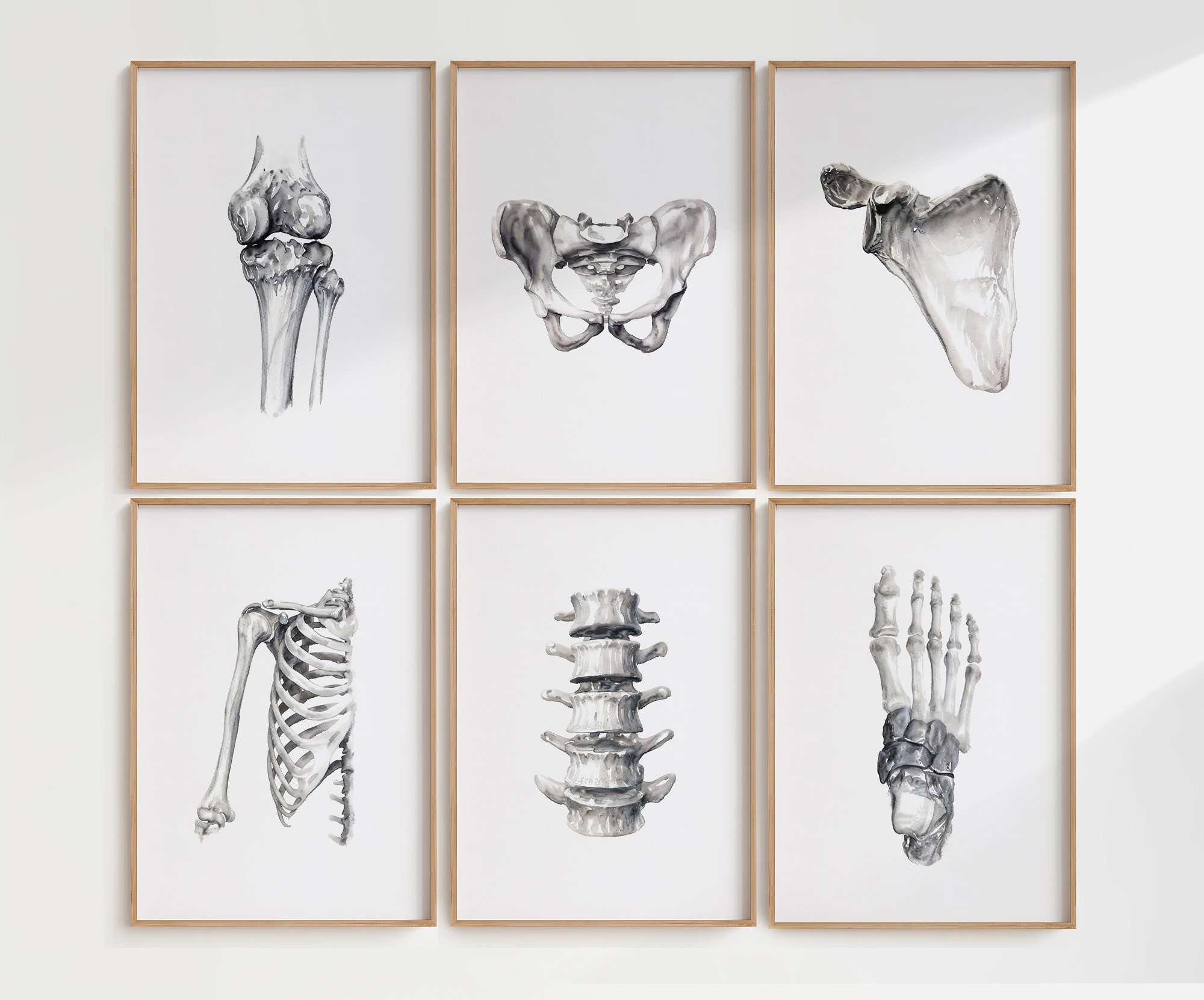 16 Watercolor Human Skeletal Bone Set, Abstract Chiropractic Printable ...