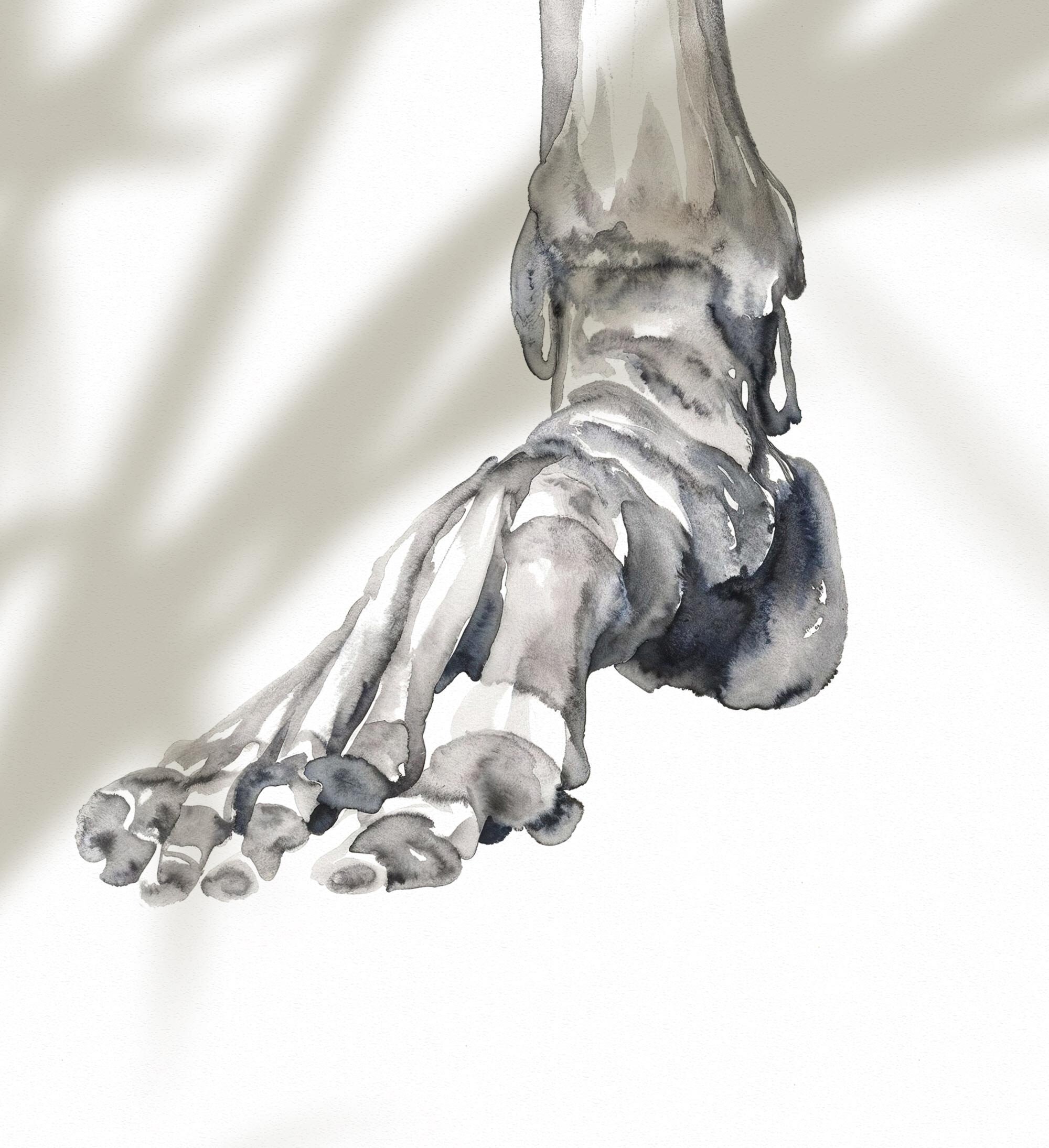 Human Skeleton Foot Art Print, Watercolor Foot Anatomy, Chiropractic ...