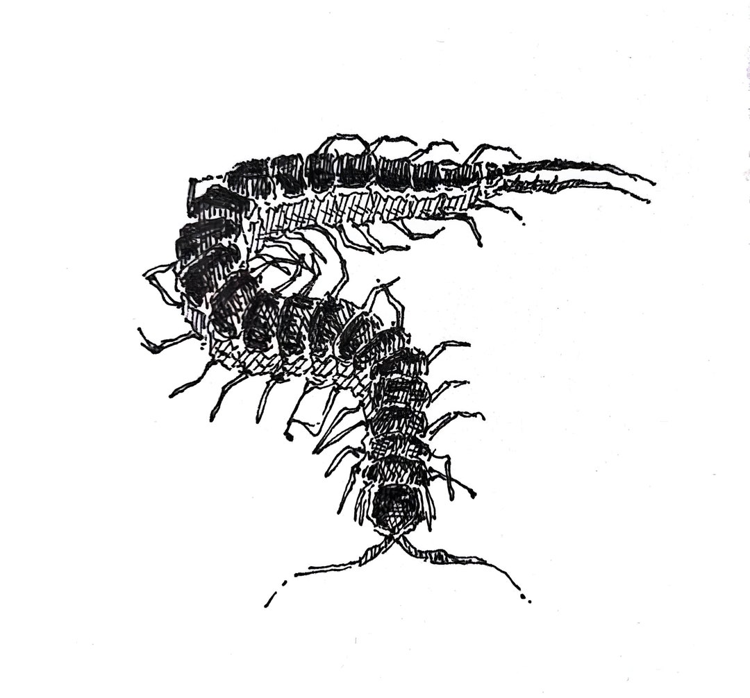 The Centipede Digital Print | Bug Art by Penswrld, Fine Line and ...