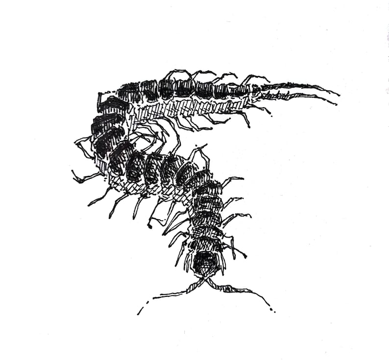The Centipede Digital Print | Bug Art by Penswrld, Fine Line and ...
