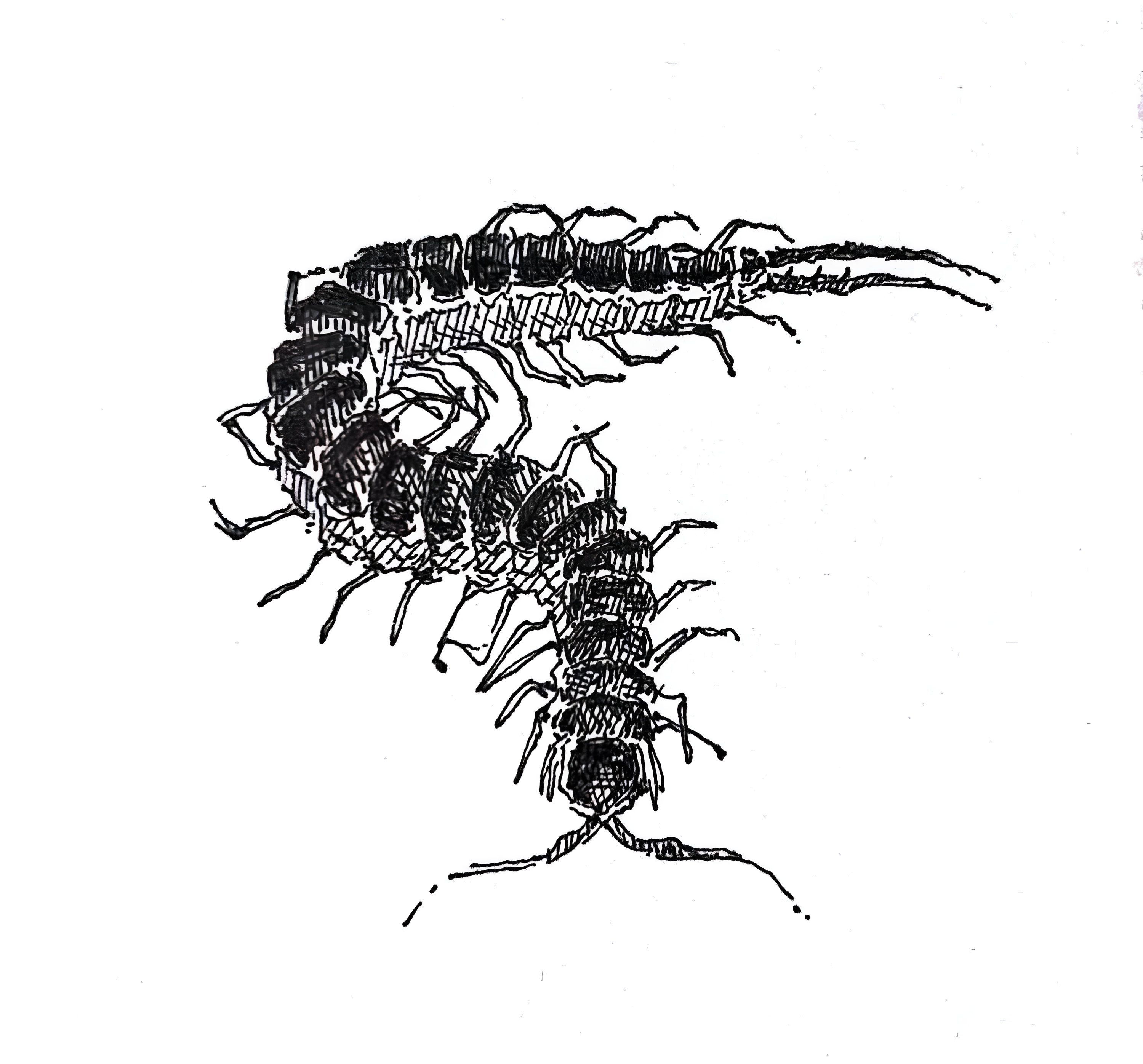 The Centipede Digital Print | Bug Art by Penswrld, Fine Line and ...