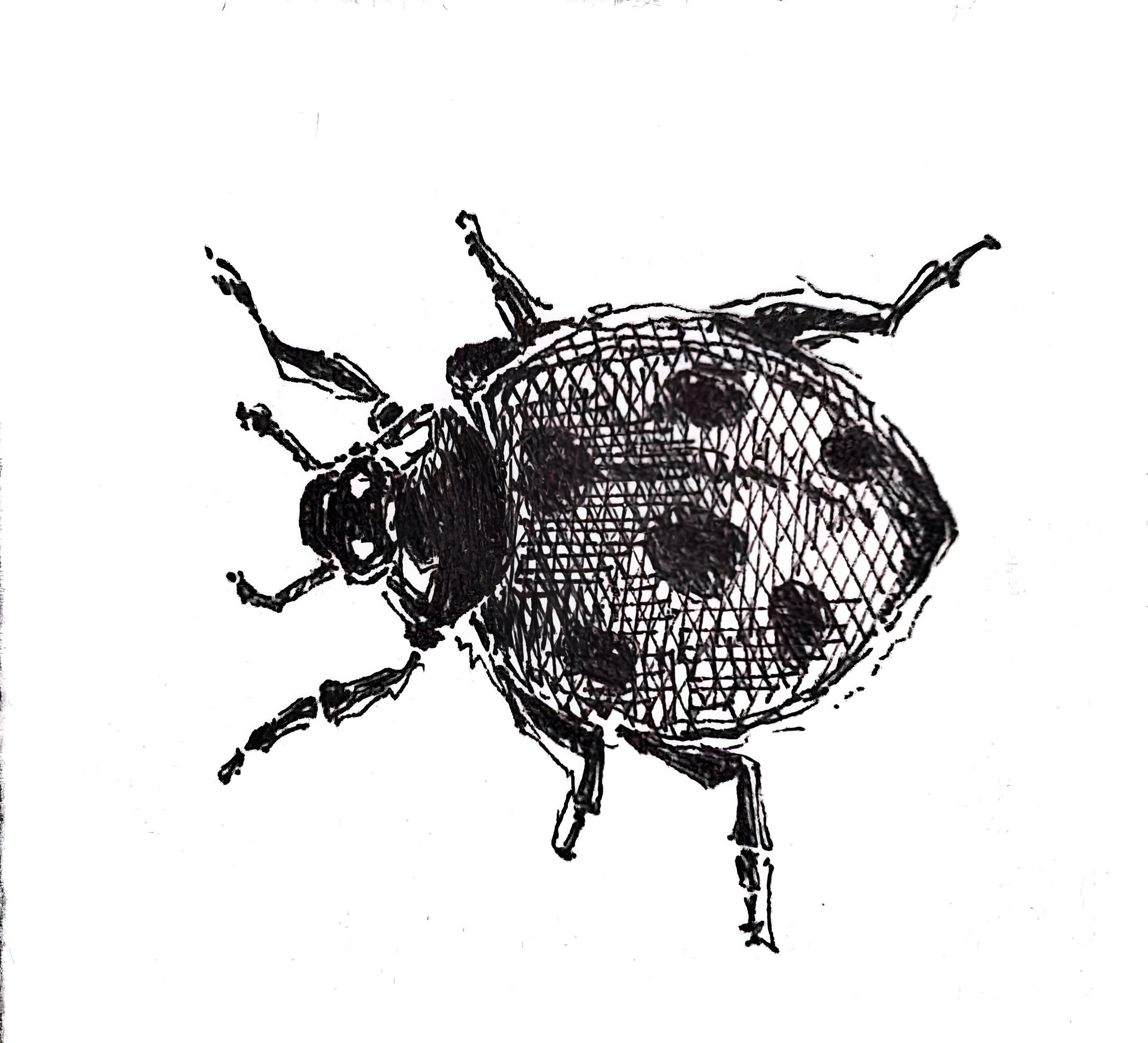 The Ladybug Digital Print | Bug Art by Penswrld, Fine Line and ...
