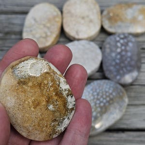 Fossilized Coral Palm Stone | Coral Jasper | Coral Jade - Etsy