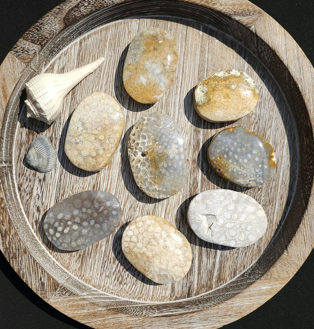 Fossilized Coral Palm Stone | Coral Jasper | Coral Jade - Etsy