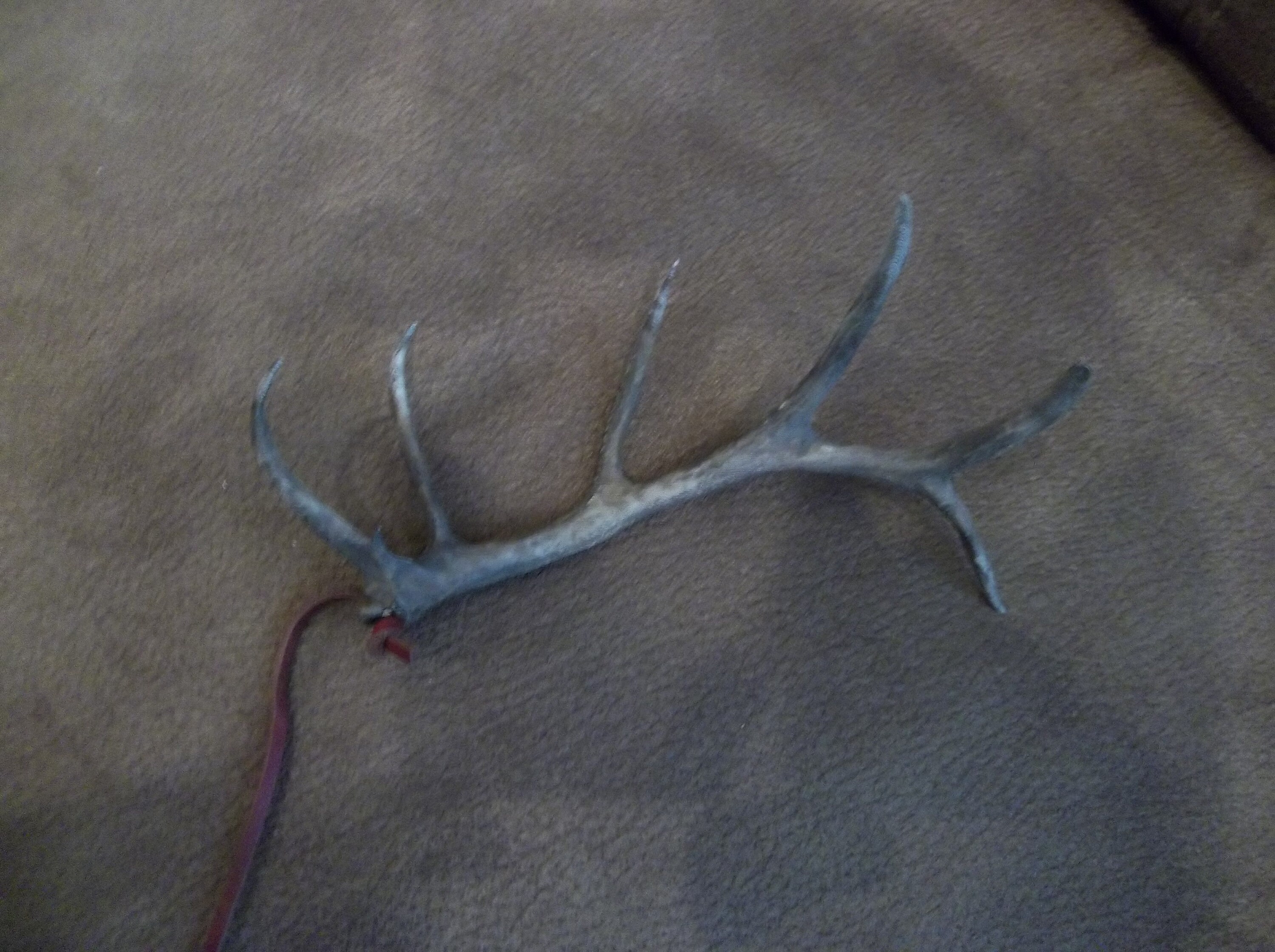 Elk Horn/rearview Mirror Decor - Etsy