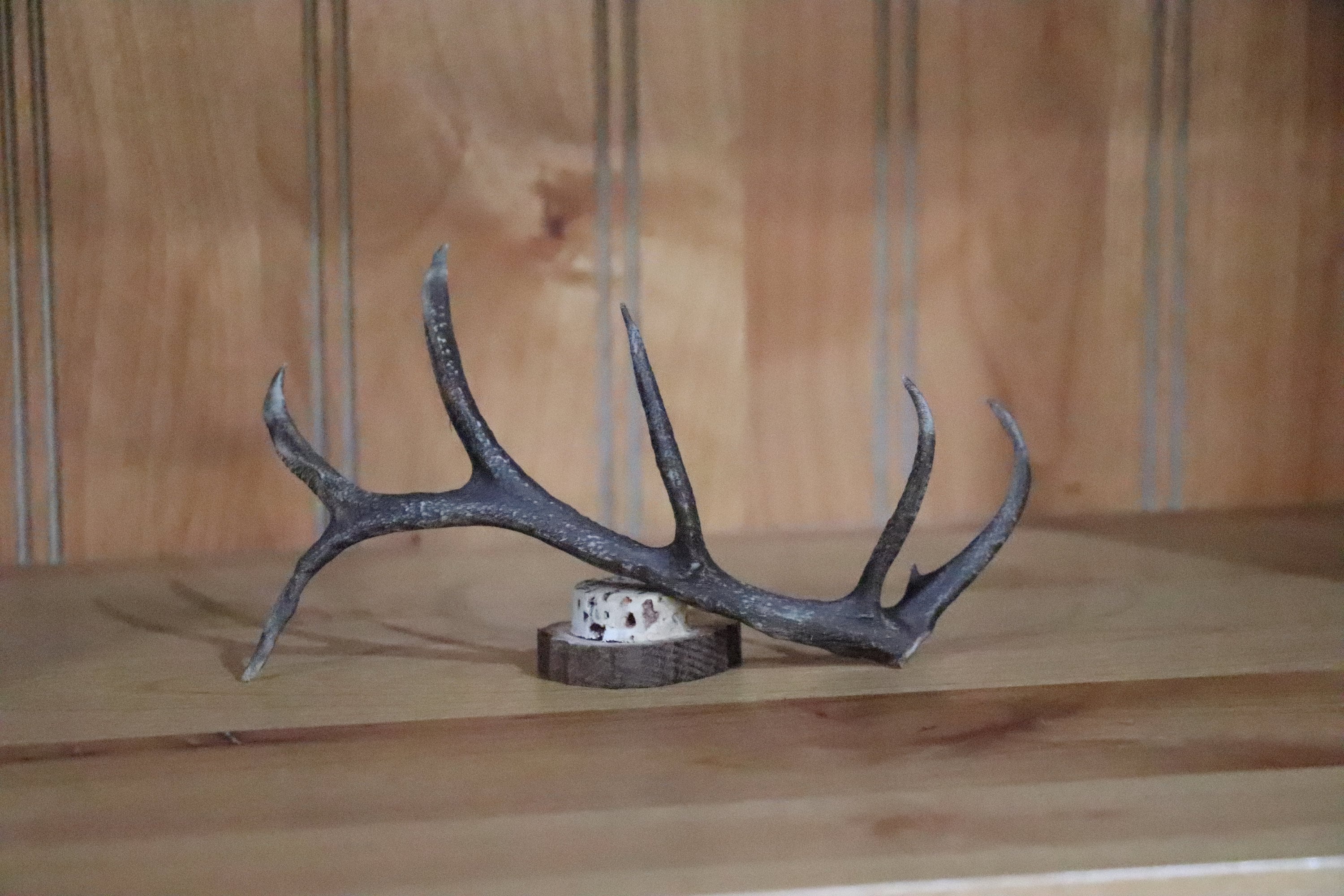Elk Horn - Etsy