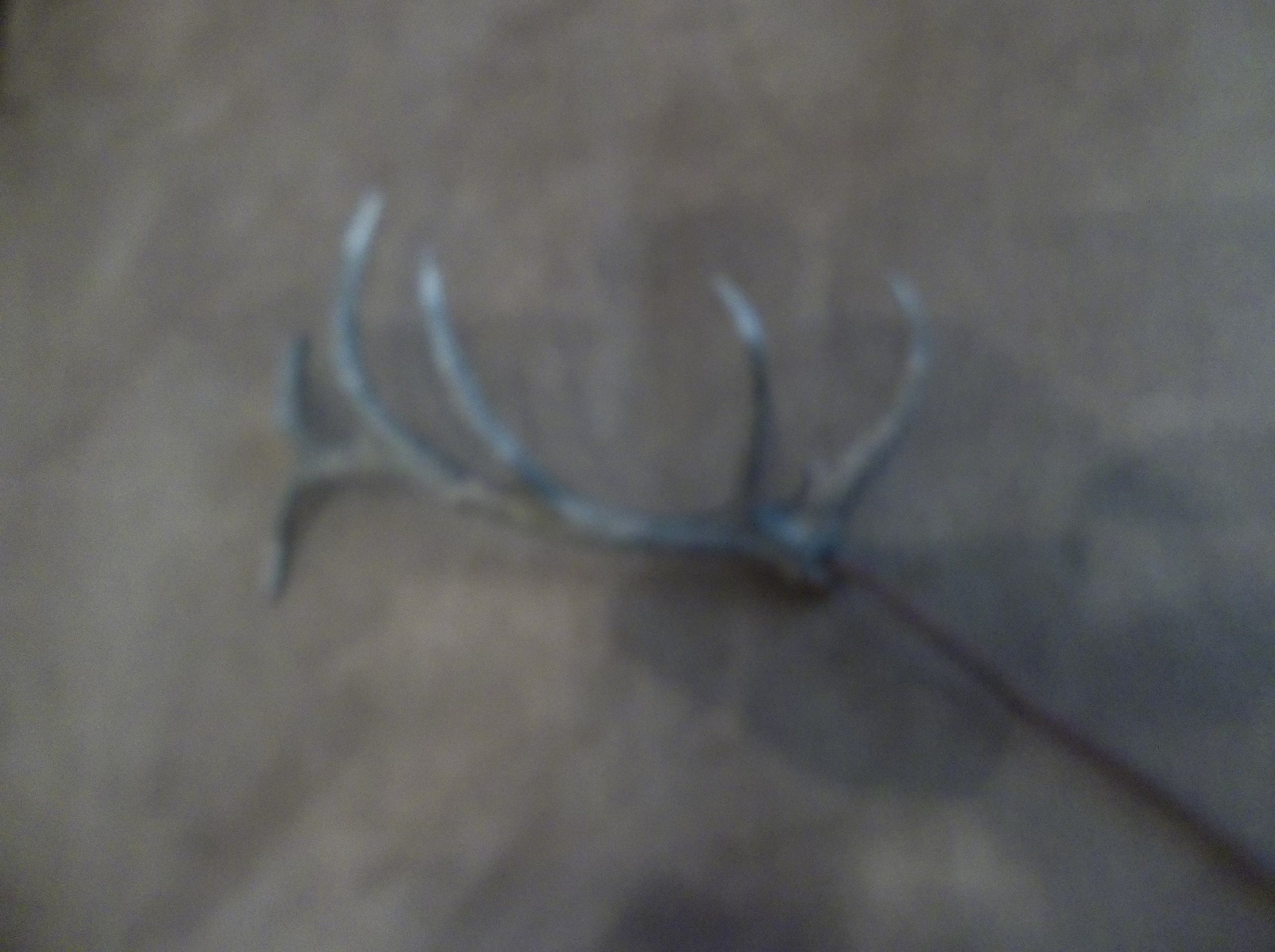 Elk Horn/rearview Mirror Decor - Etsy