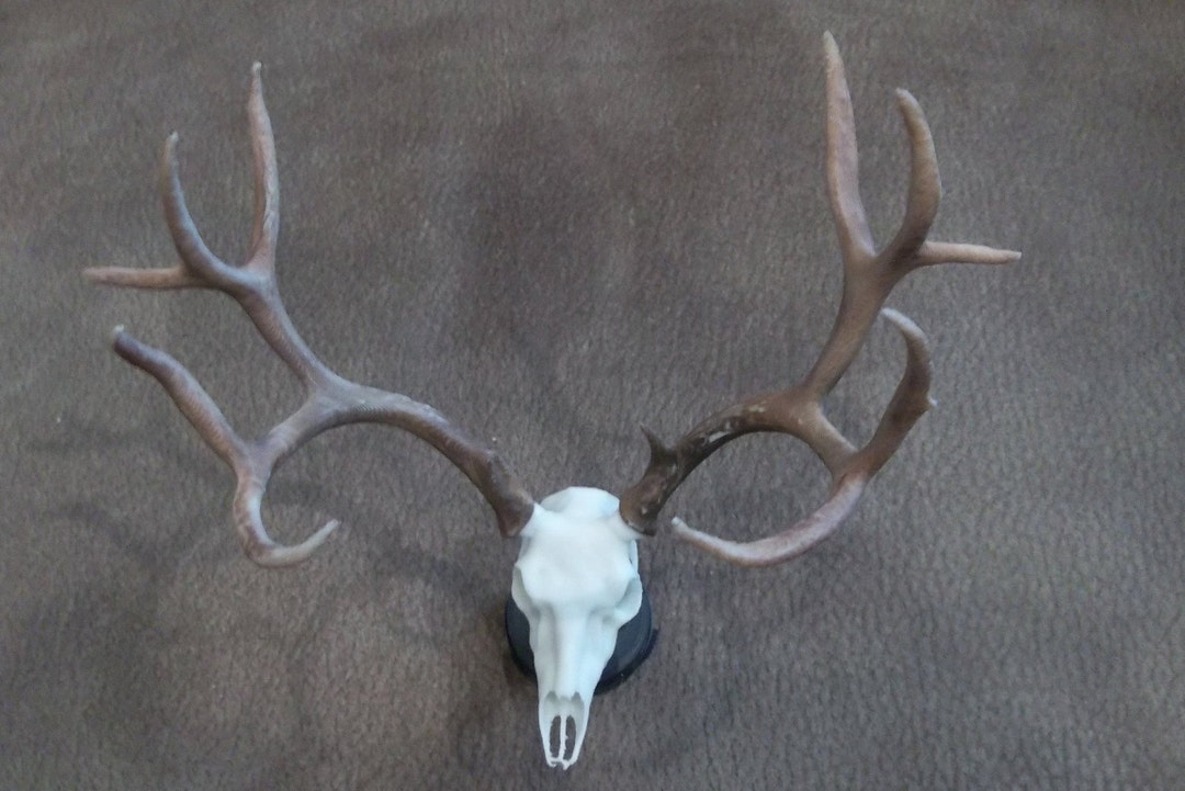 Trophy Mule Deer Mount - Etsy