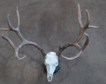Dark Tall 4x4 Mule Deer Antler Horn Fake Skull Mount Taxidermy Rack Man ...