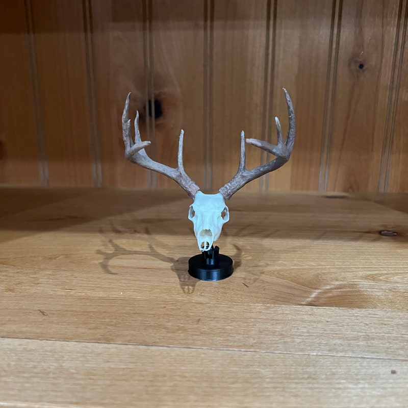 European Mount - Etsy