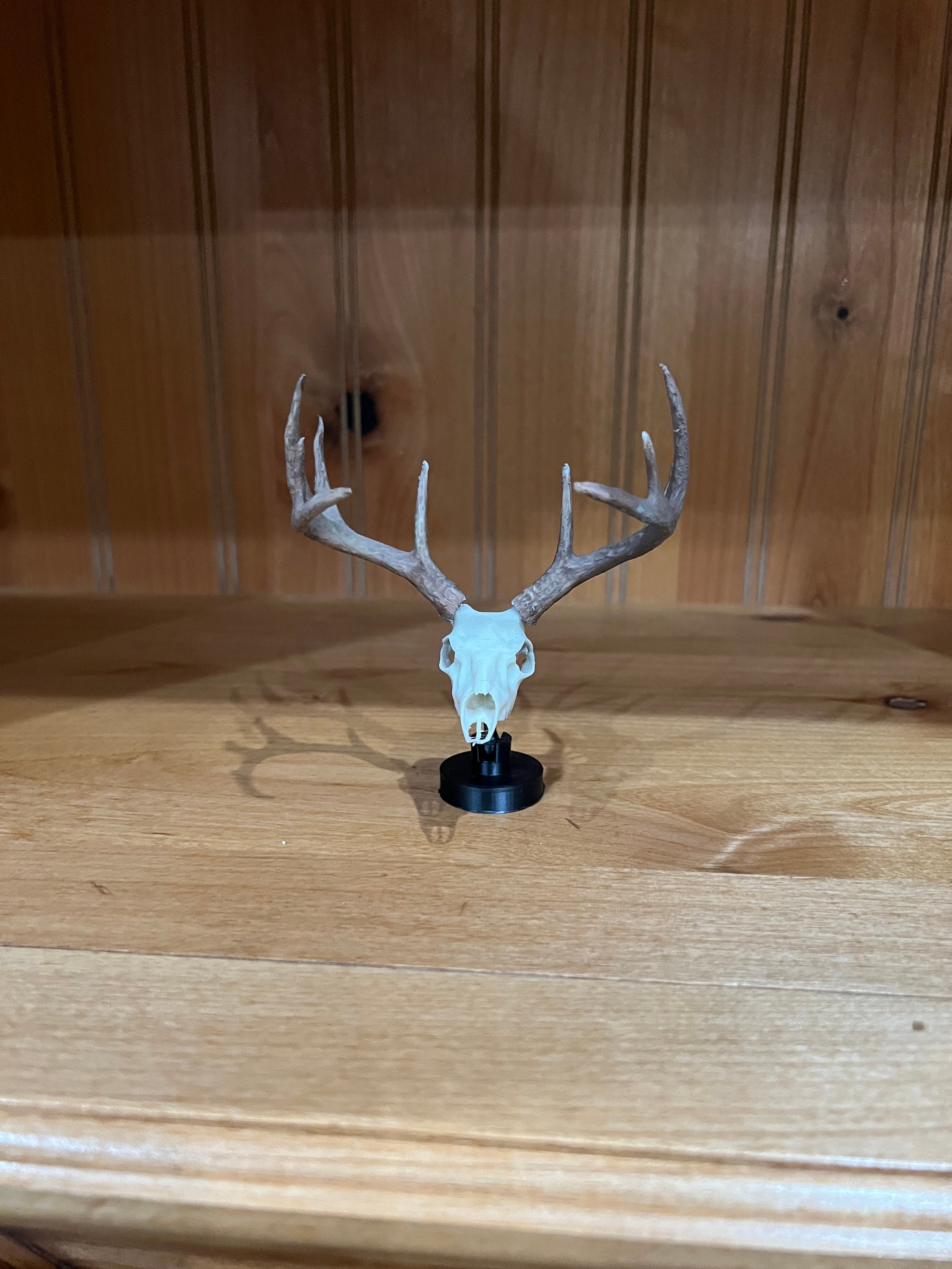 3d Trophy Whitetail European Mount - Etsy