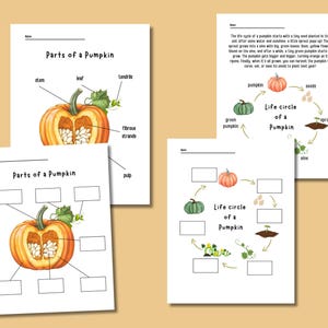 Pumpkin Unit Study, Educational Activities for Preschool, Science, Life ...