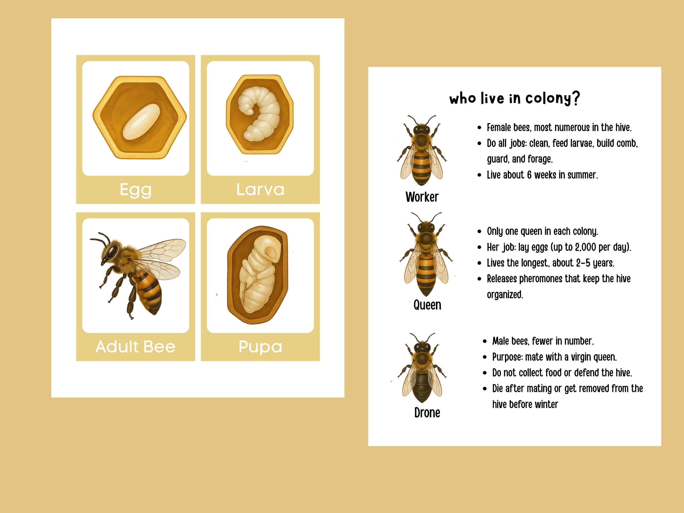 Honey Bee Mini Unit Study, Life Cycle, Anatomy,educational Activities ...