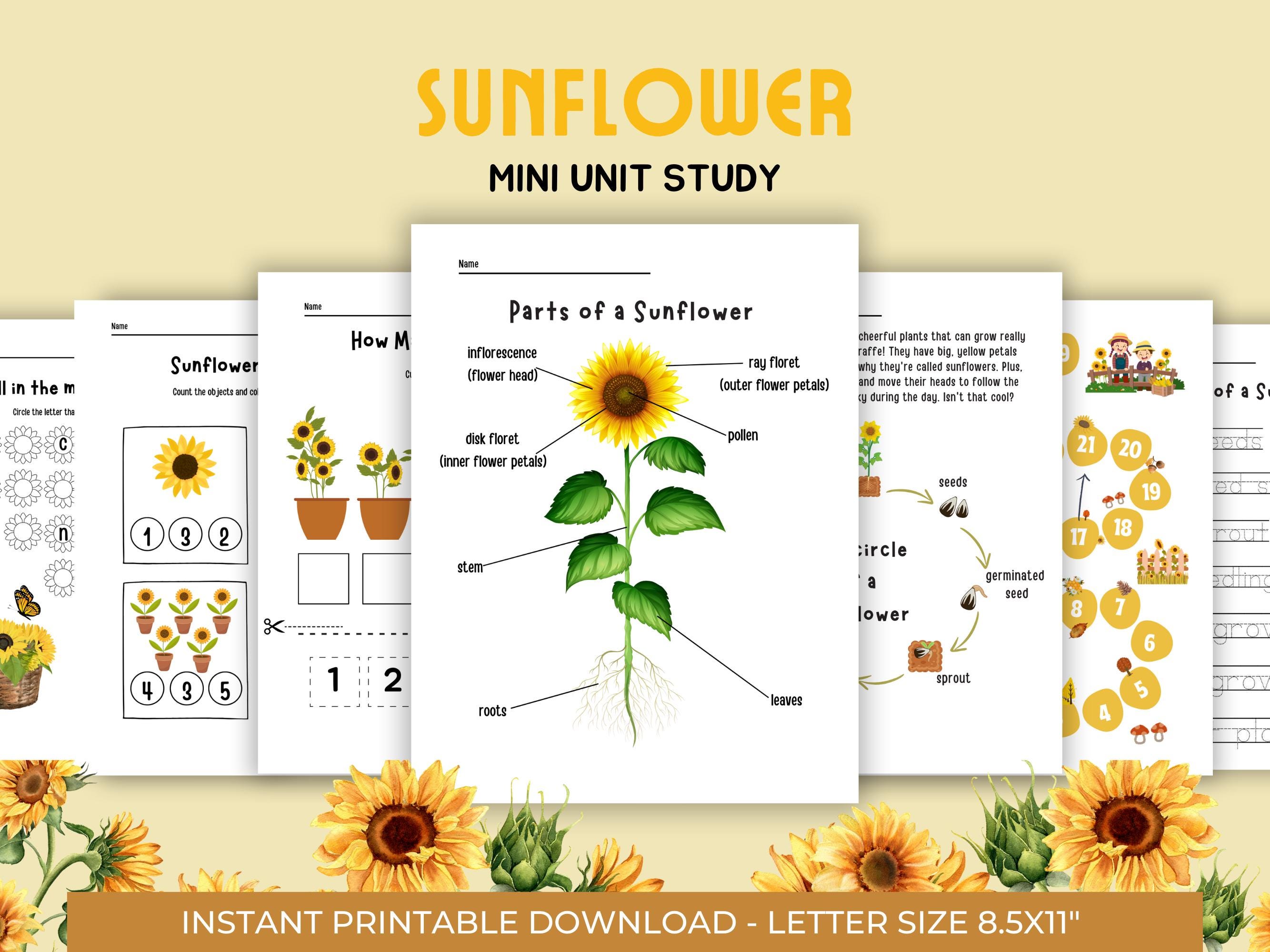 Sunflower Mini Unit Study, Educational Activities for Preschool ...
