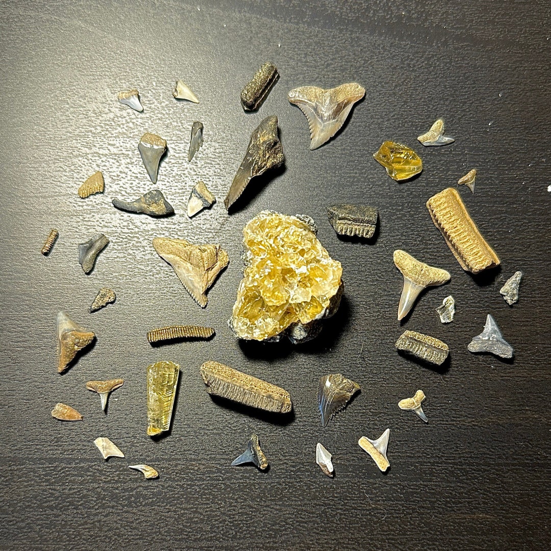 Assortment: Shark Teeth, Stingray Teeth, and Calcite - Etsy