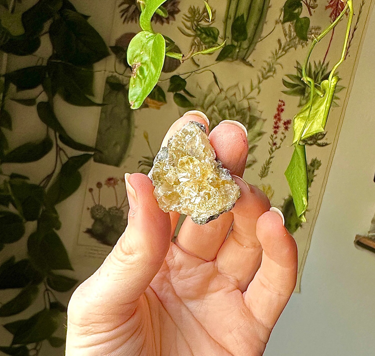 Assortment: Shark Teeth, Stingray Teeth, and Calcite - Etsy