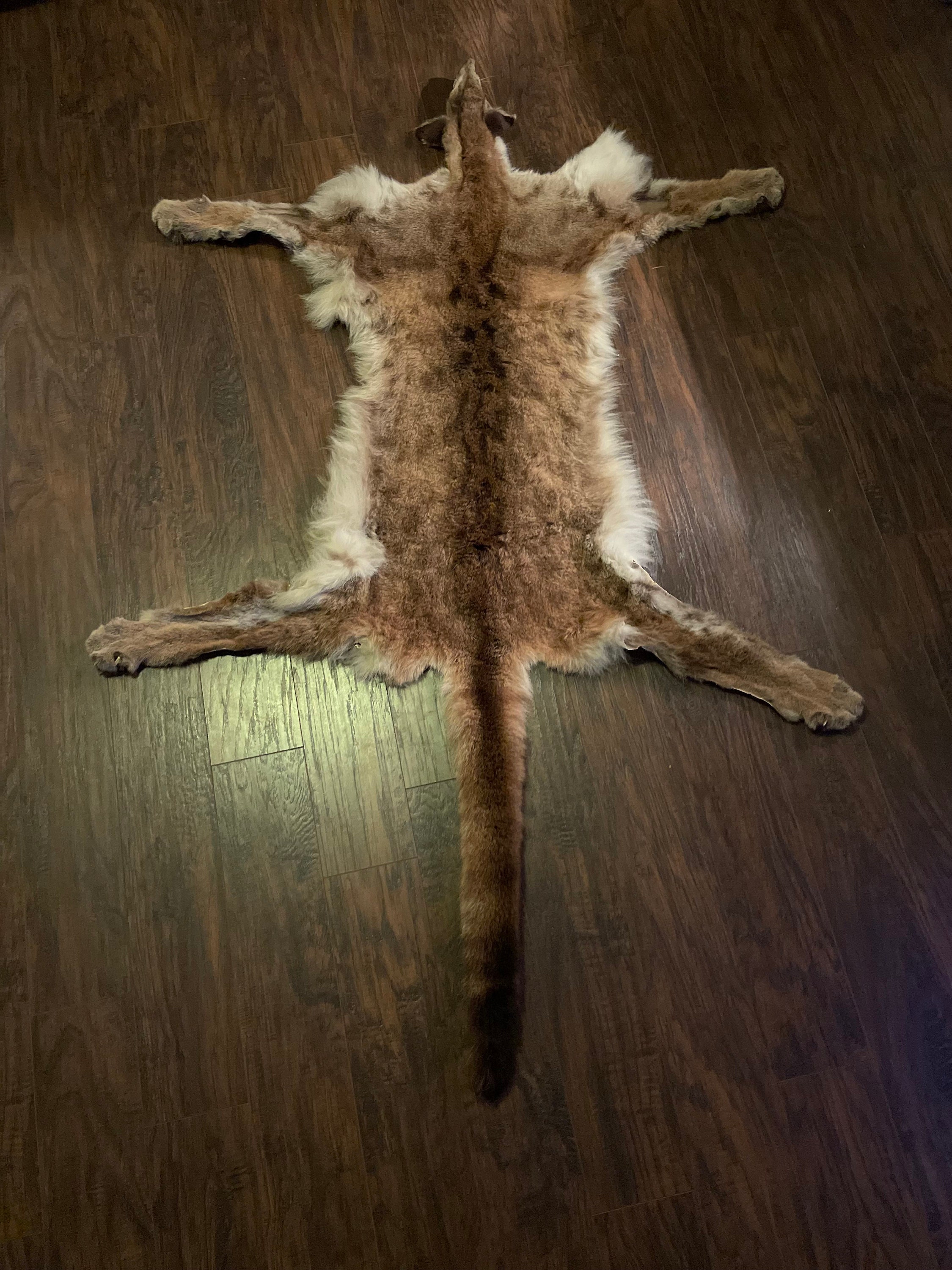 Cougar/mountain Lion Pelt - Etsy