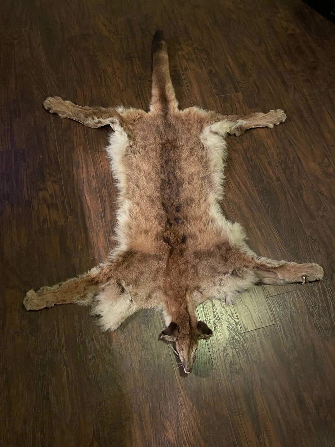 Cougar/mountain Lion Pelt - Etsy