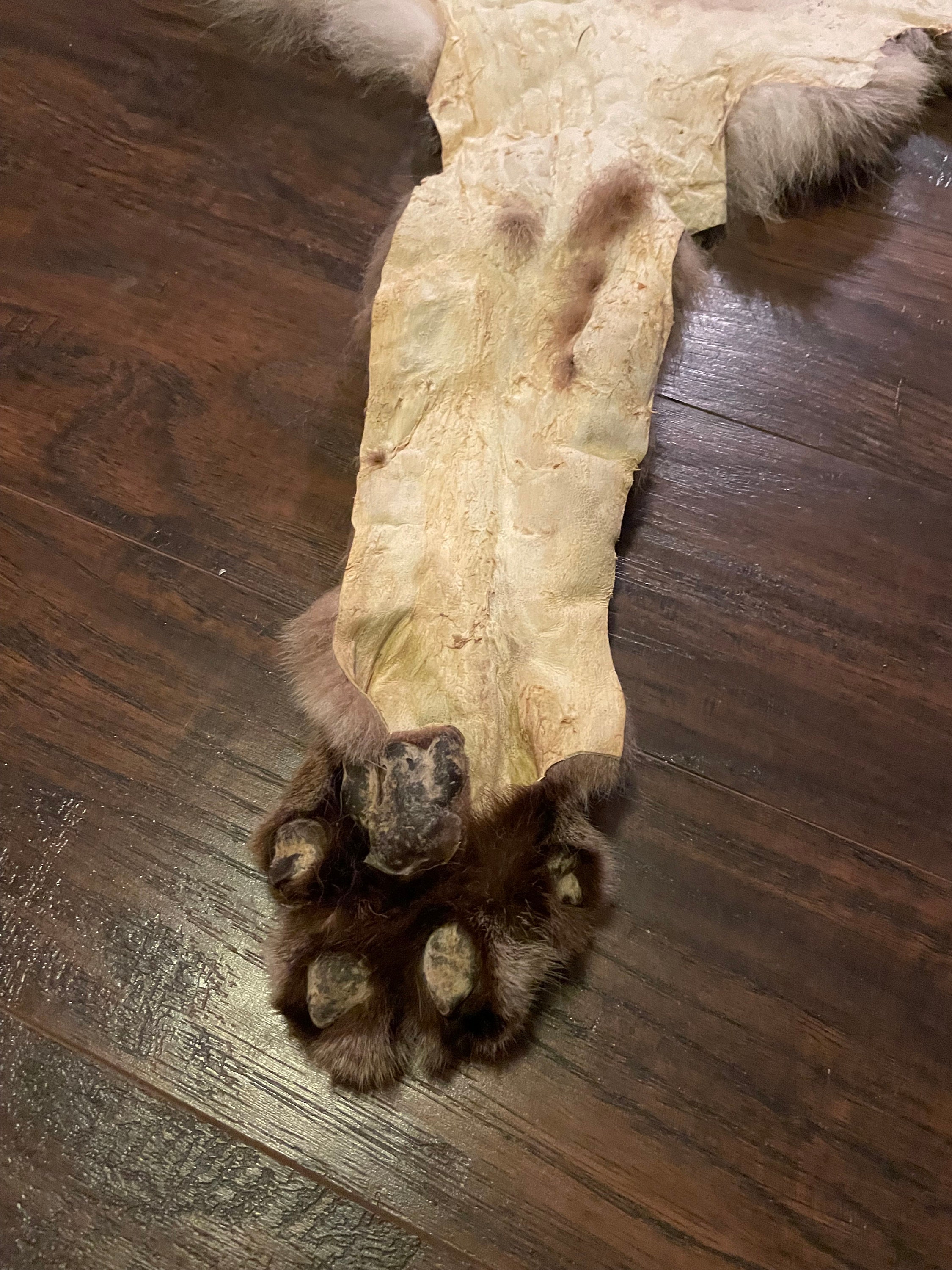 Cougar/mountain Lion Pelt - Etsy